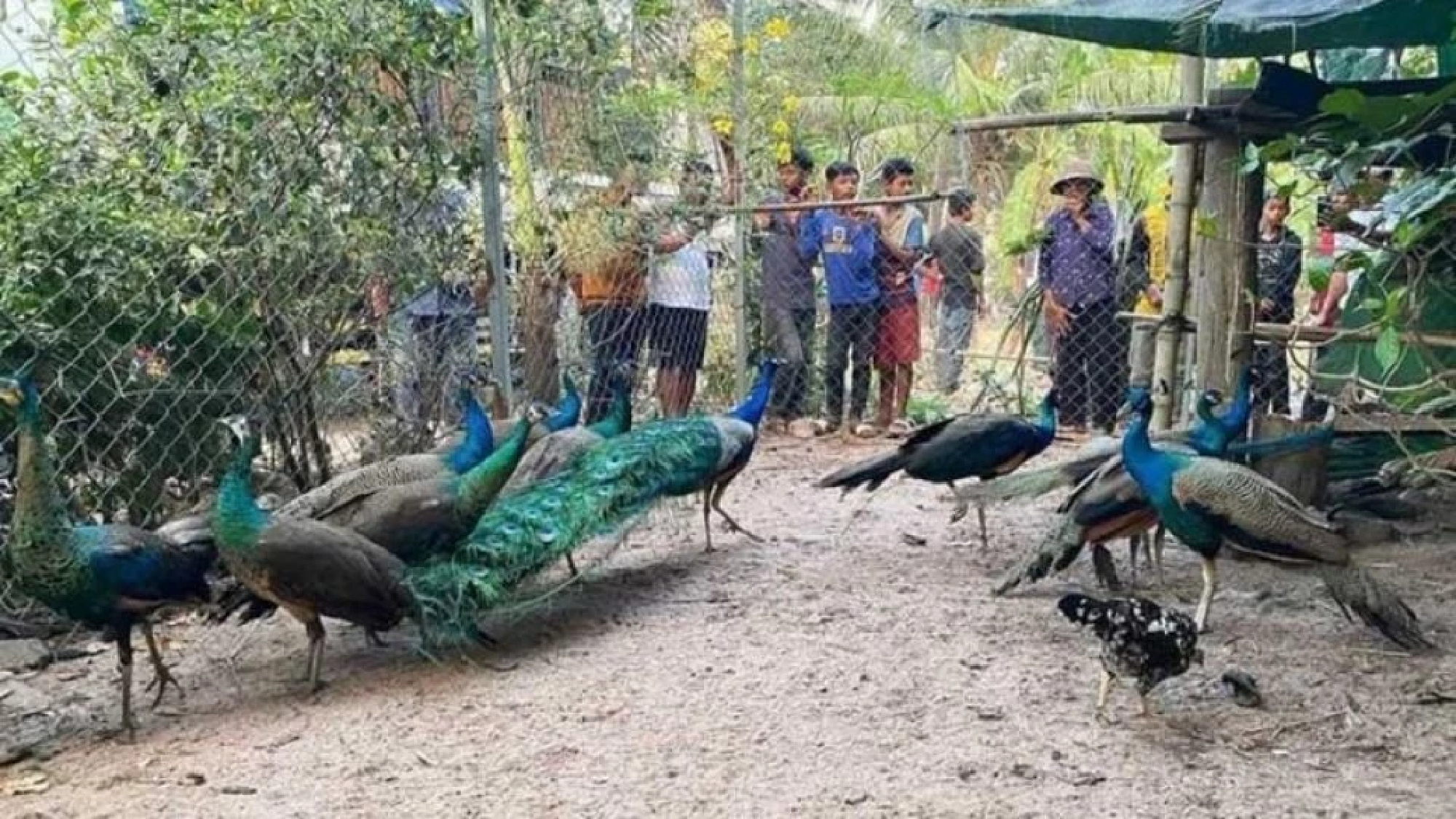 Hun Sen encourages change in law to allow ‘rare animal’ raising