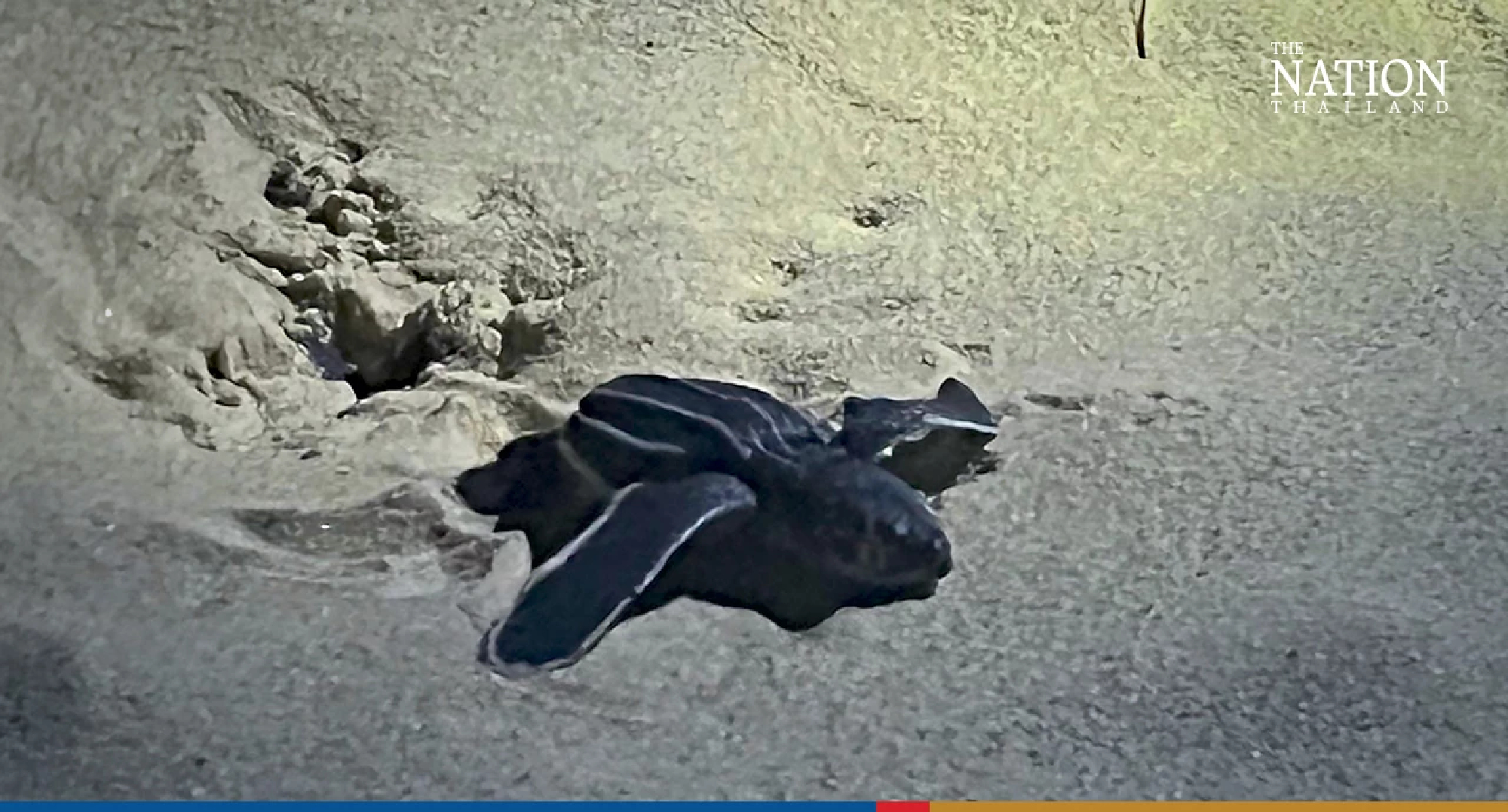 Endangered big-headed turtles found in a pond released to nature