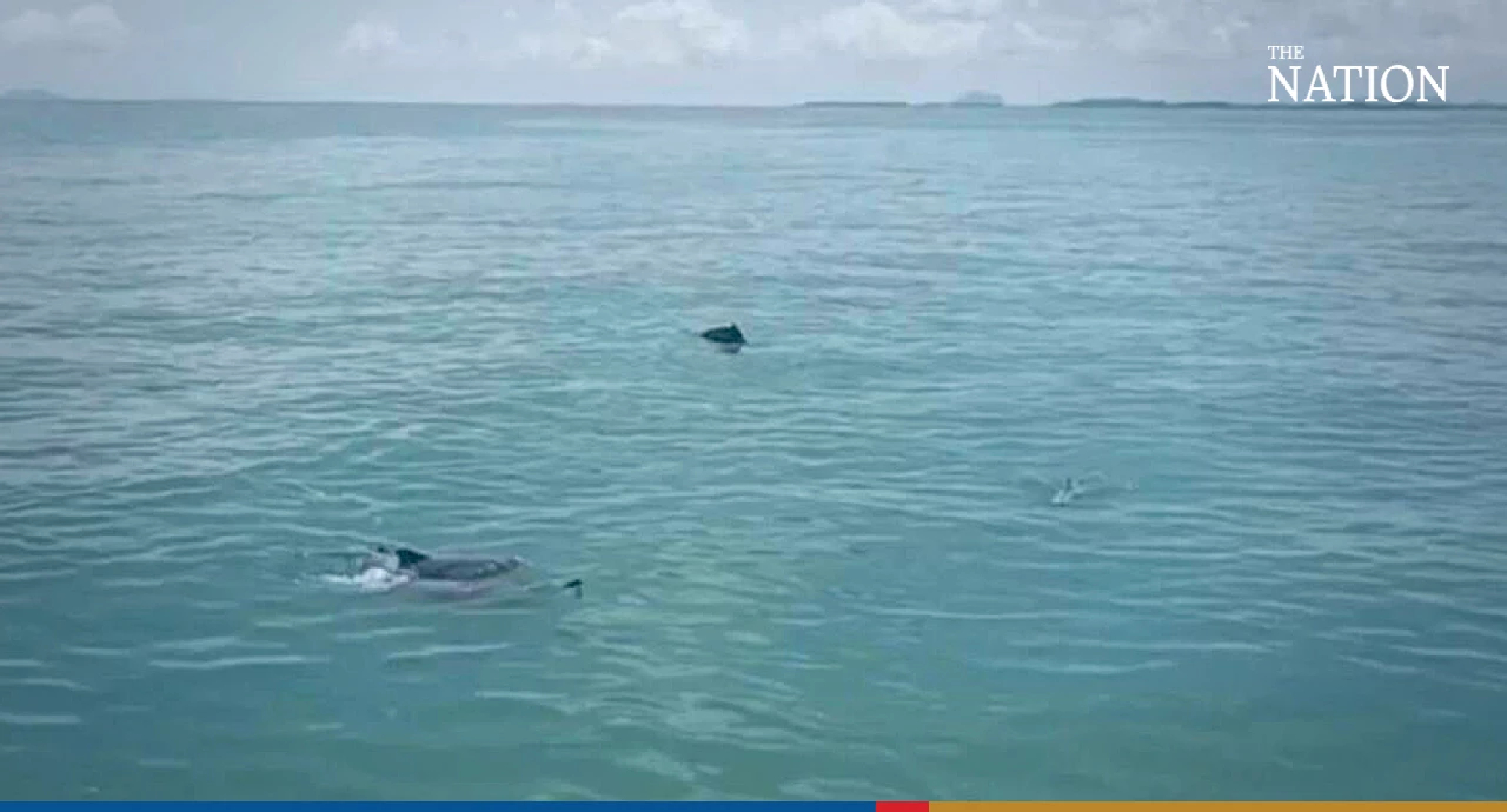 Dolphins spotted frolicking in Andaman off the coast of Satun