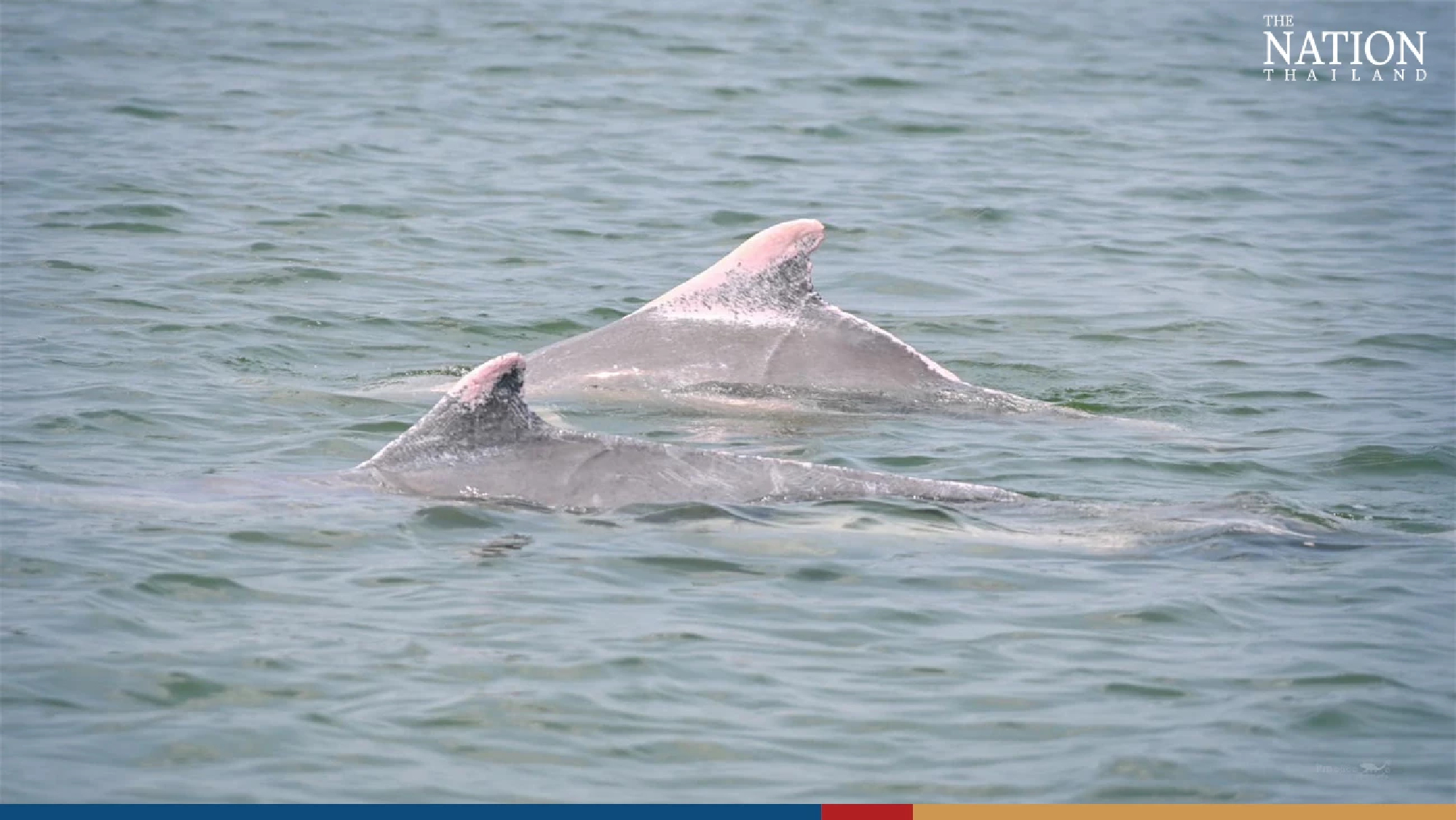 2 humpback dolphins seen frolicking off the coast of Ranong