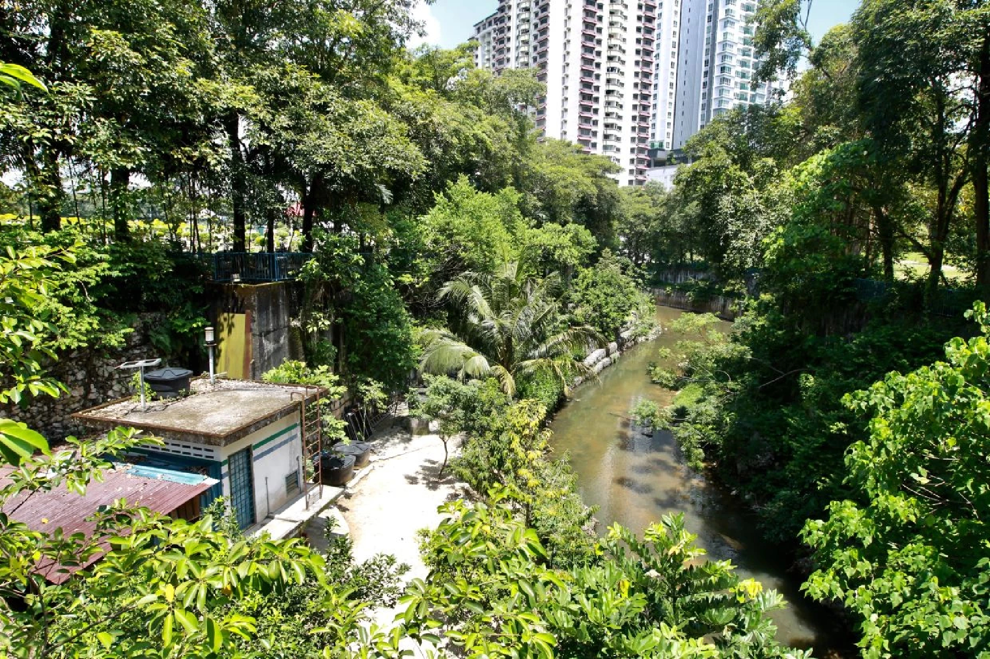 Malaysian father builds urban orchard sanctuary in KL to channel his grief