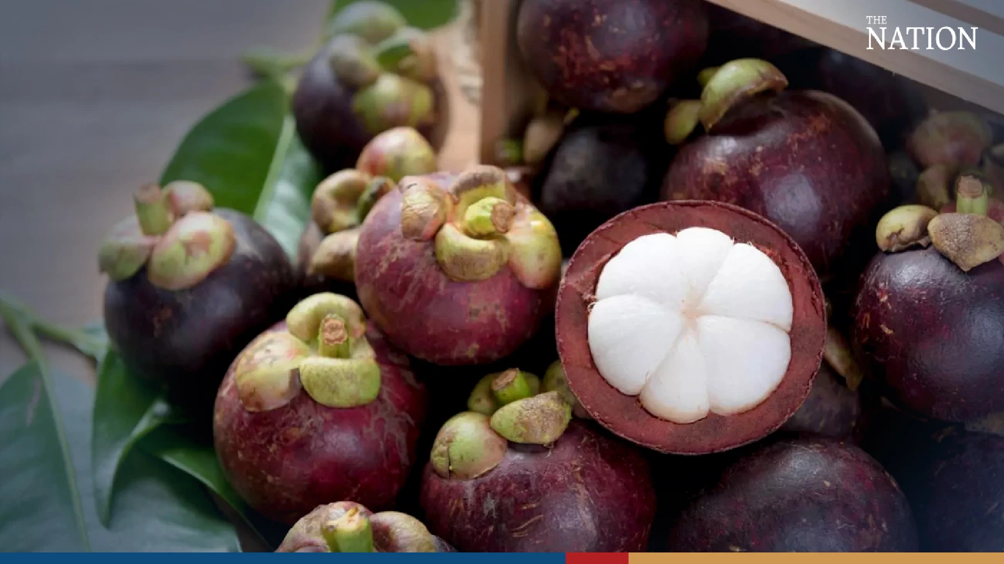Mangosteen prices rise above 100 baht per kilo at orchards in South