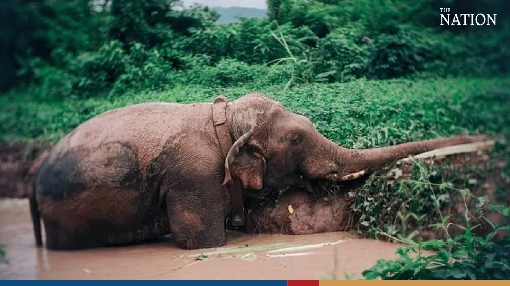 Wild elephant ‘Plai Sarika’ rescued after falling into two-metre-deep pond