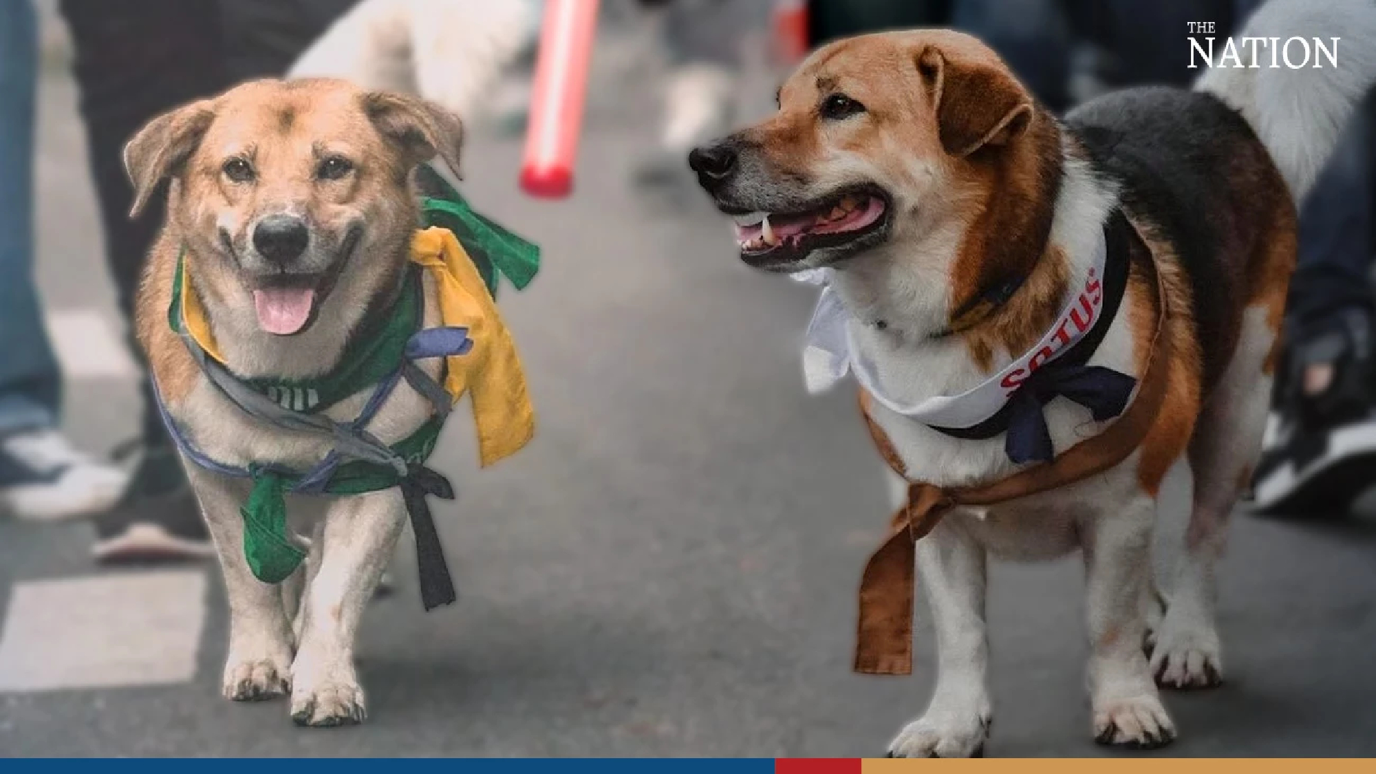 Every dog has his day: Court sentences policeman for beloved Tia’s death