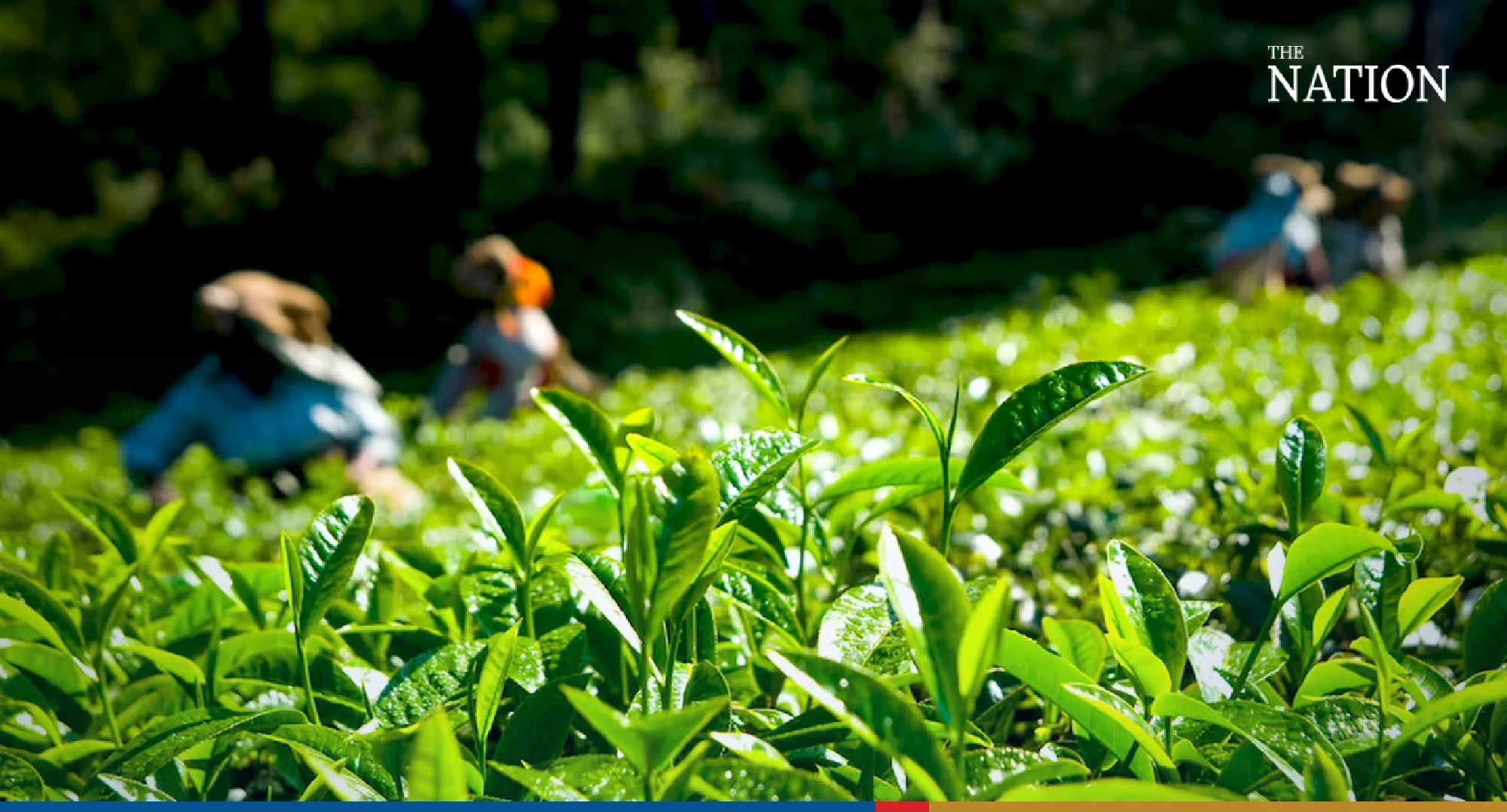 Thailand ranks 7th among world tea producers