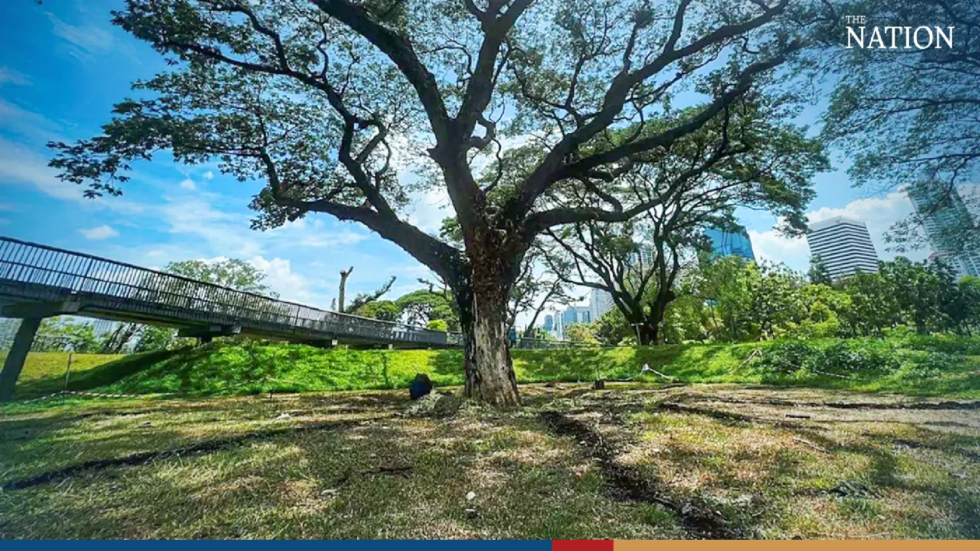 Effort underway to breathe new life into Bangkok’s ageing trees