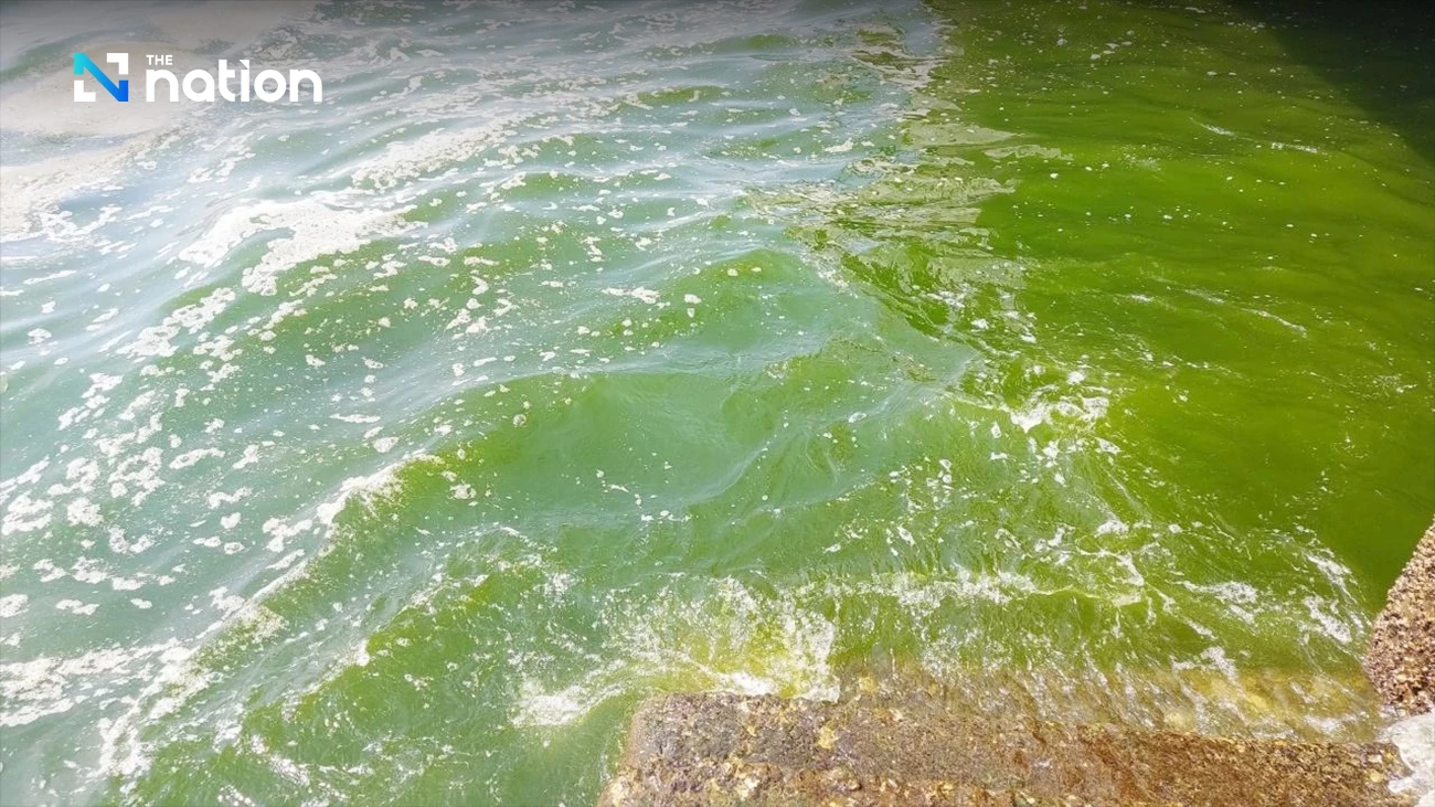 Red tide threatens marine ecosystem in Gulf of Thailand: Expert